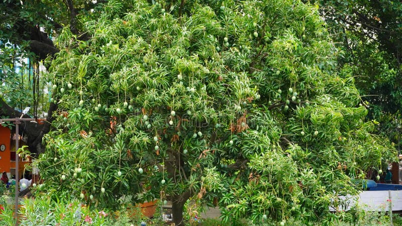 Green Mango Tree in the Farm Editorial Stock Photo - Image of sale ...