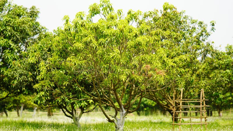 Green Biggest Mango Tree in the Farm Stock Photo - Image of healthy ...