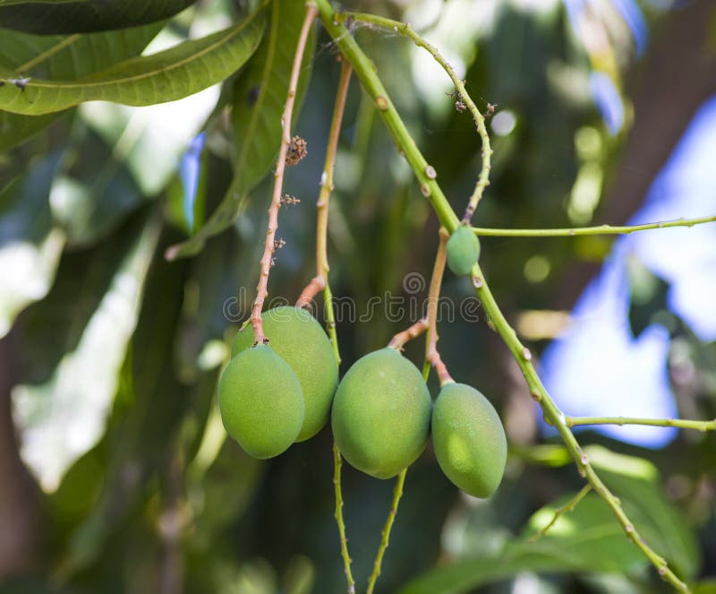 Green Mango on Tree in Garden. Stock Photo - Image of leaf, mango: 46753586
