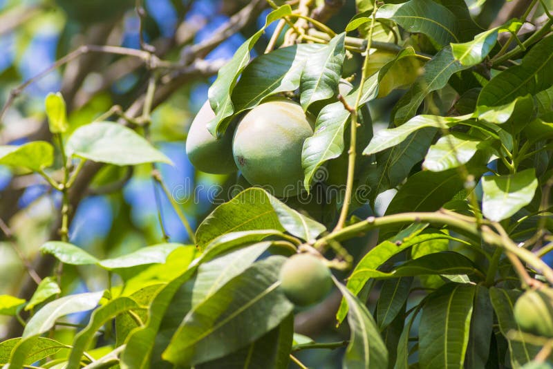 Green Mango on Tree in Garden. Stock Photo - Image of produce, nature ...