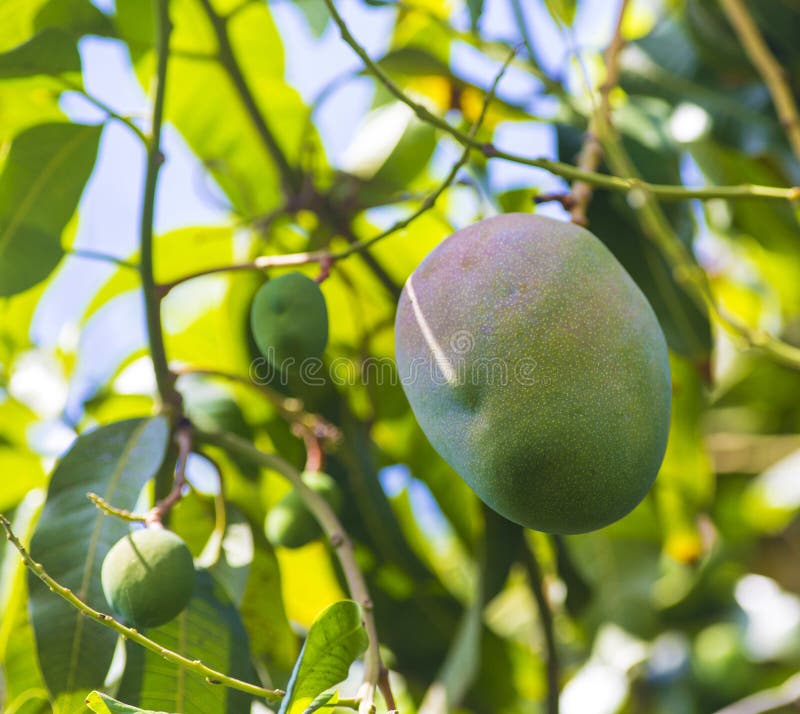 Green Mango on Tree in Garden. Stock Image - Image of farm, asia: 46754363