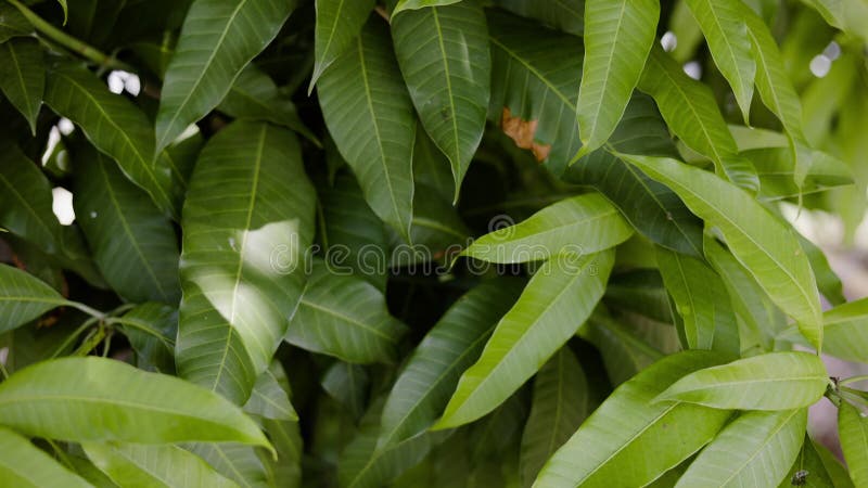 Mango Leaf Background stock video. Video of pattern - 328637713