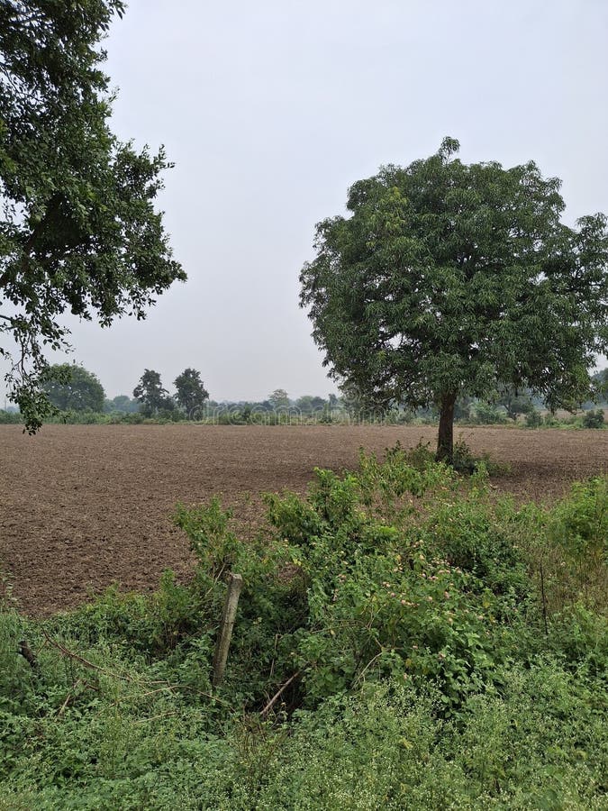 Green Mango Tree in Perfect Shape Stock Photo - Image of green, grass ...