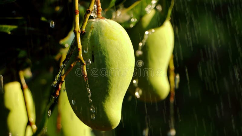 Mango Tree in the Rain on the Green Dark Background Stock Image - Image ...