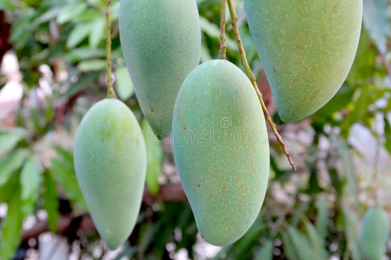 Green mango on the tree stock photo. Image of delicious - 273242134