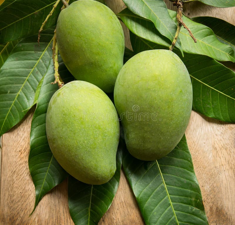Green mango tropical fruit stock image. Image of mango - 70350483