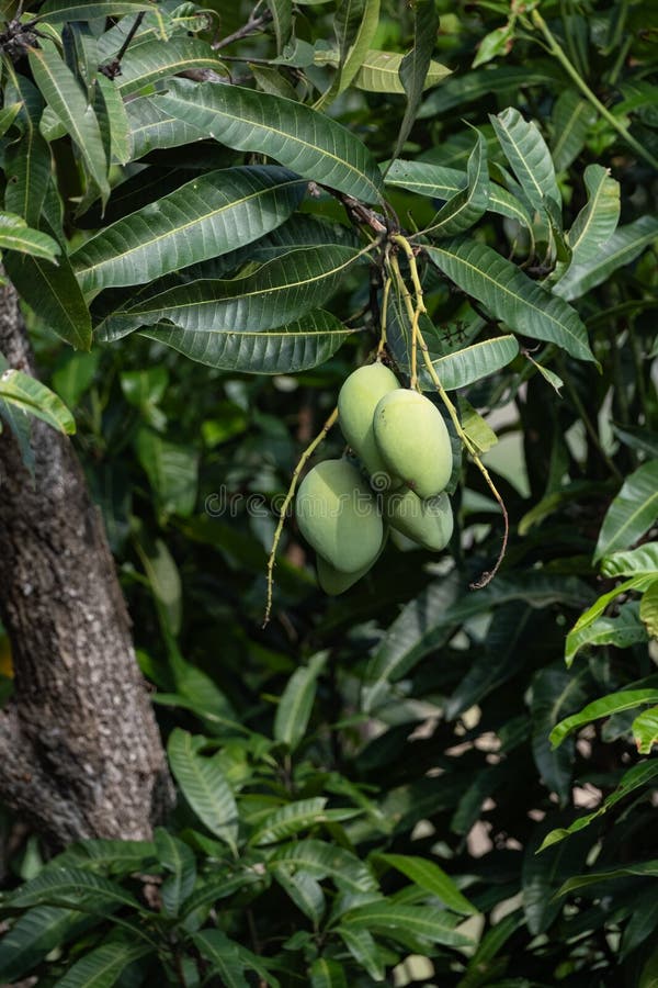 Green Mango Tropical Fruit Hanging on Tree Stock Photo - Image of food ...