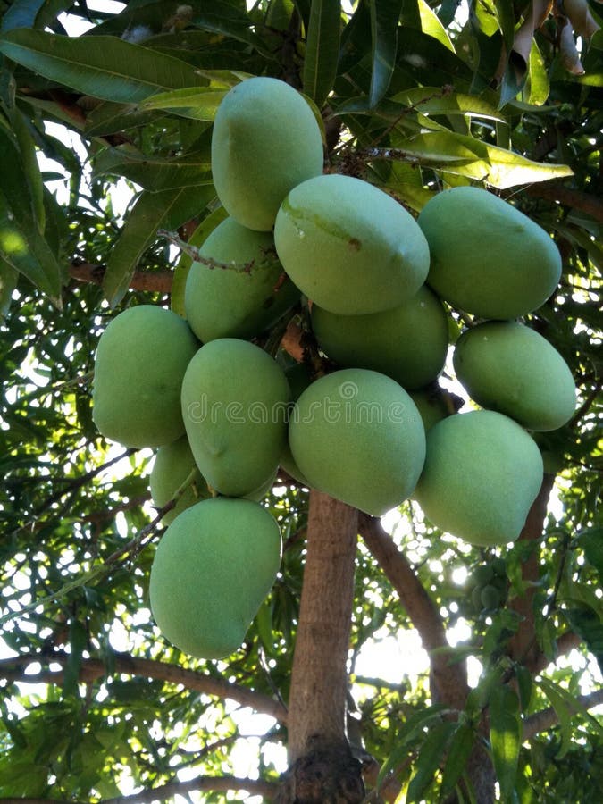 Bundle Mangoes. Green. Unrippen. Original Unripened Mango Colour. Stock ...