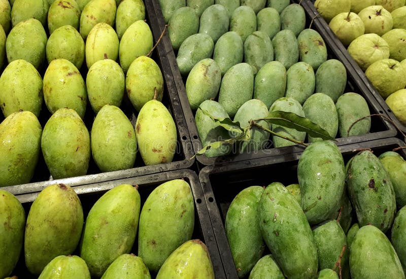 Green Mangoes stock image. Image of mango, agriculture - 92498791
