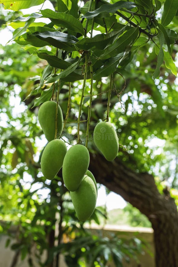 Green Mangoes Fruit on Tree Stock Image - Image of botany, farmer ...