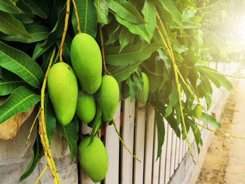 Green mangoes stock image. Image of leaf, home, asia - 153802153