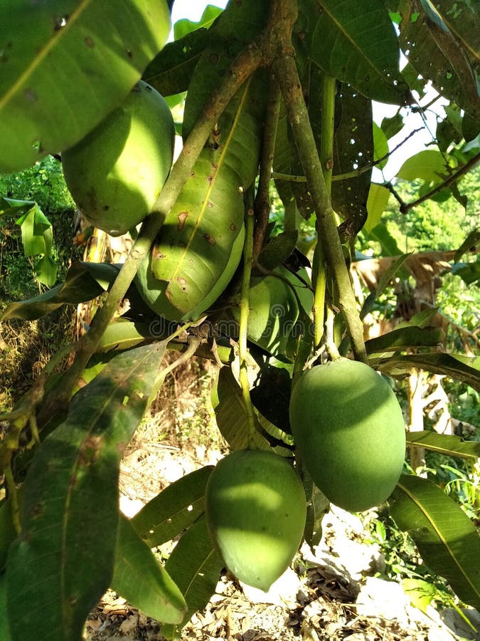 Green mangoes/আম with leaf stock image. Image of closer - 116021335