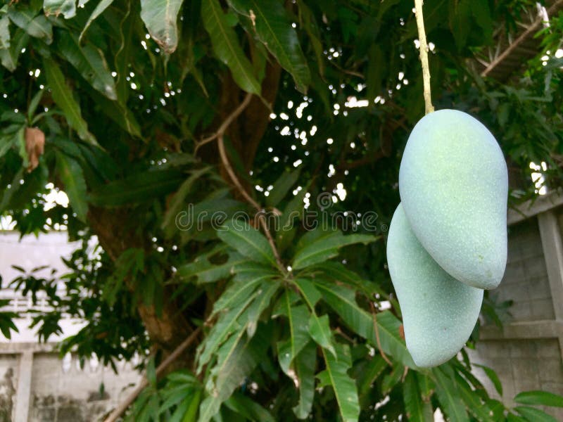 Mango stock photo. Image of freshness, summer, organic - 114461598