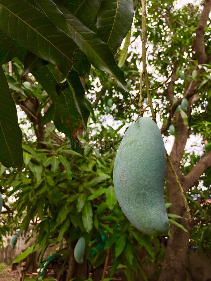 Mango stock image. Image of ripe, fresh, freshness, leaf - 114461607