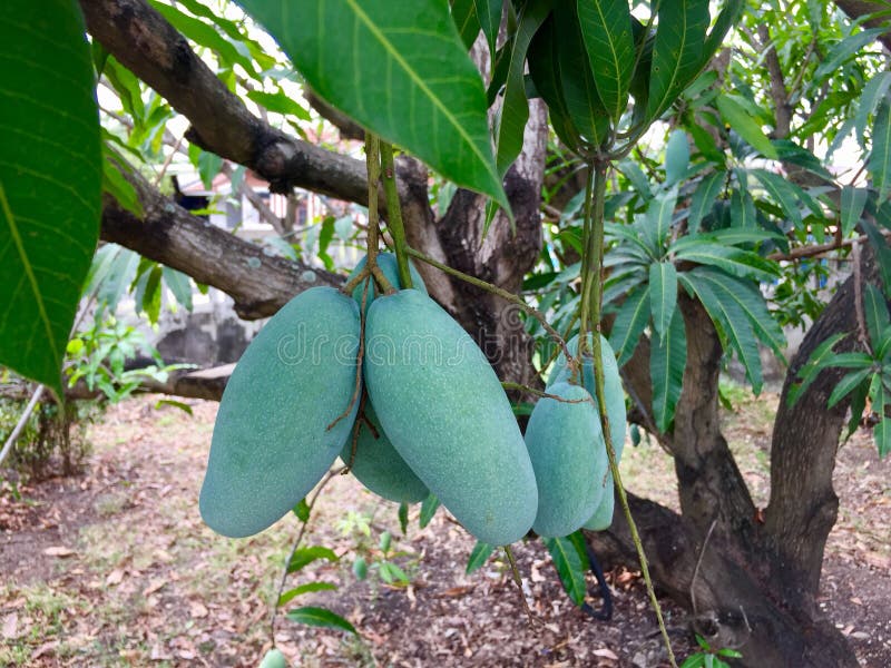 Mango stock photo. Image of agriculture, nature, sweet - 114461680