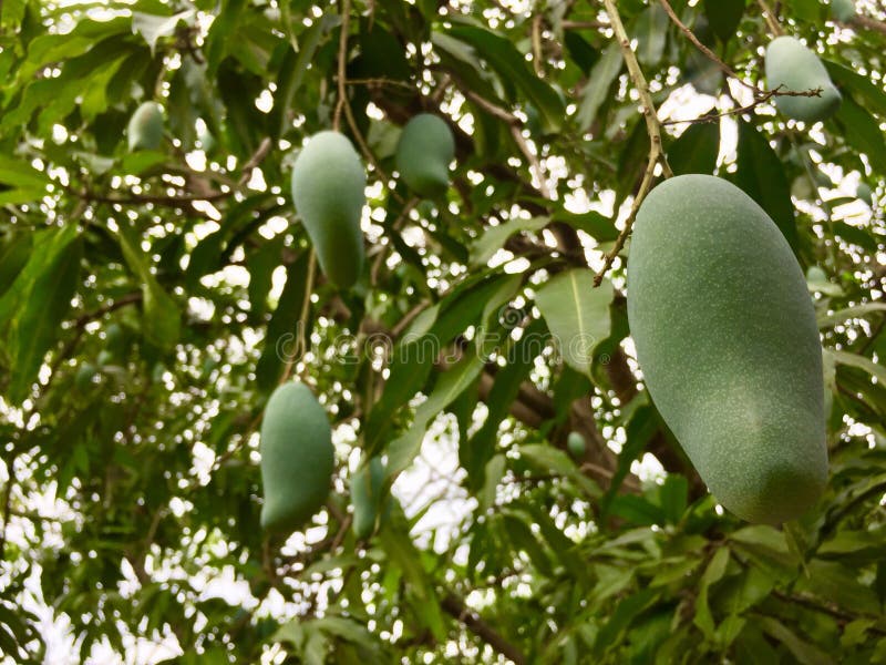 Mango stock image. Image of green, garden, summer, freshness - 114461681