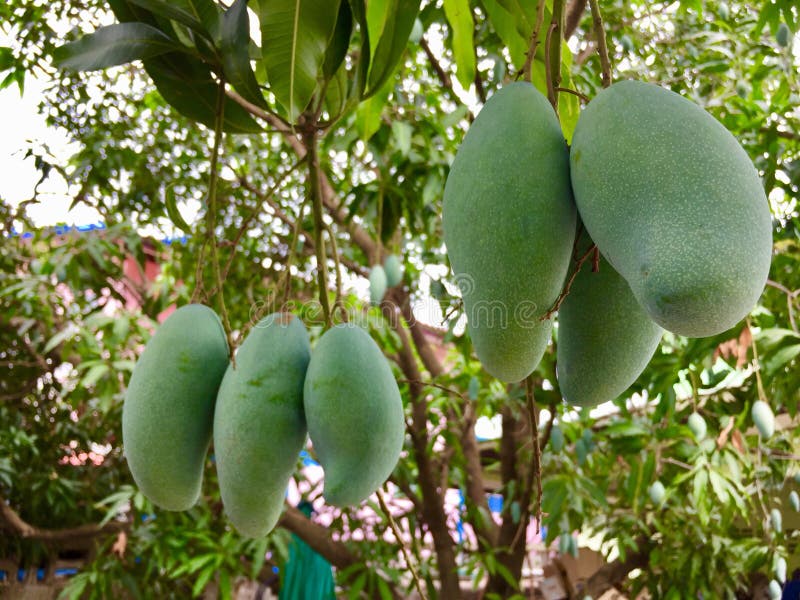 Mango stock photo. Image of health, tropical, fruit - 114461682