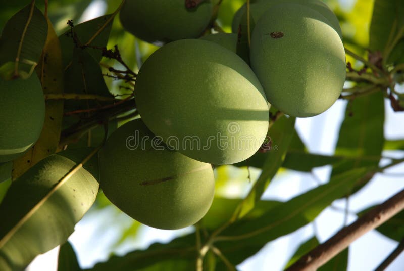 Green Mangoes in Tree stock photo. Image of juicy, leaves - 117238460