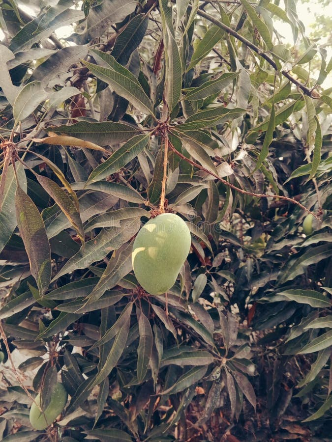 Green Mangoes on Tree, Green Mangoes Growing on a Tree. Stock Photo - Image of fruits, harvest ...
