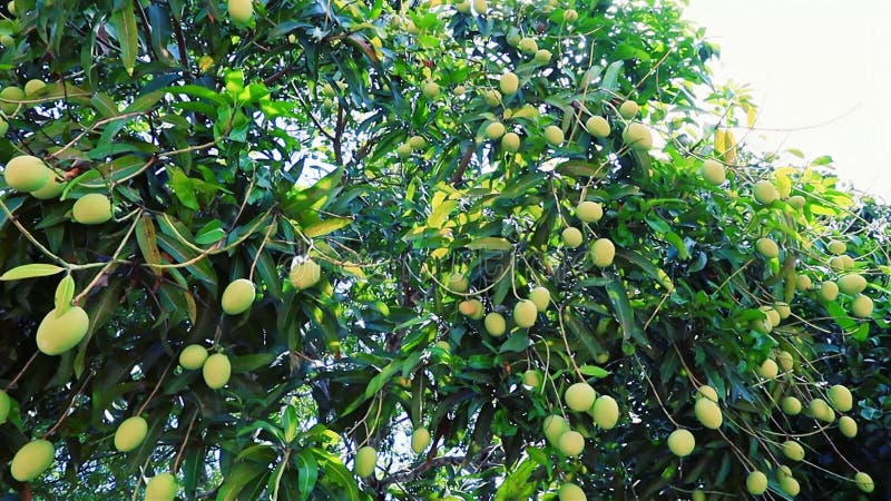 Mangoes on the Tree in the Garden Stock Footage - Video of natural ...