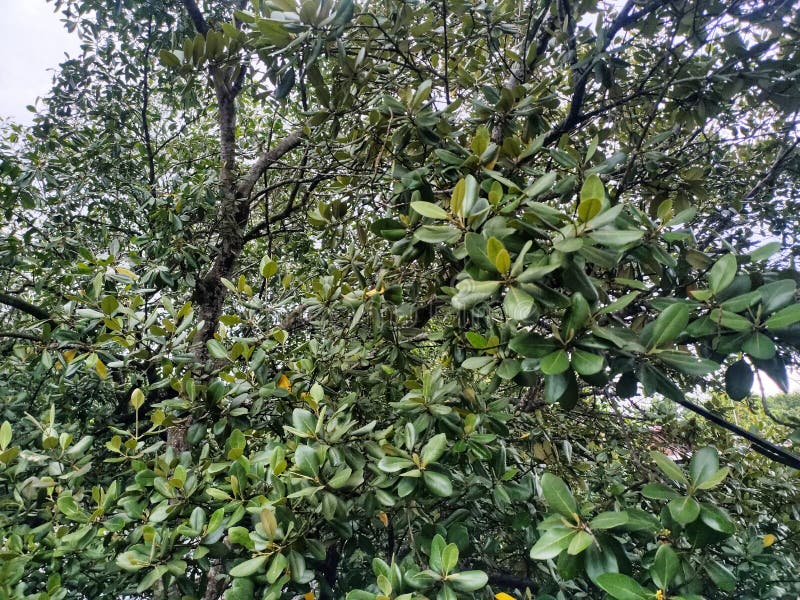 Green Mangrove Leaves Photographed with Bottom Angle View Stock Photo ...