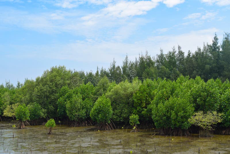 The green mangrove trees stock image. Image of natural - 262053793