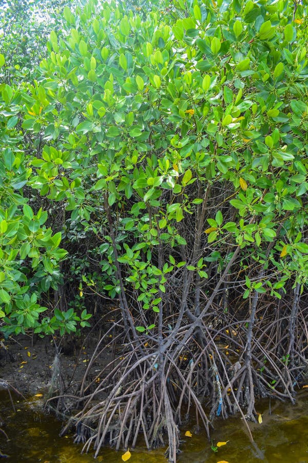 The green mangrove trees stock image. Image of beauty - 262054199