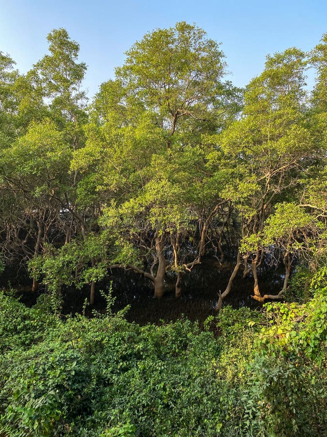 Green Mangrove Trees in the Thick Forest Stock Photo - Image of ...