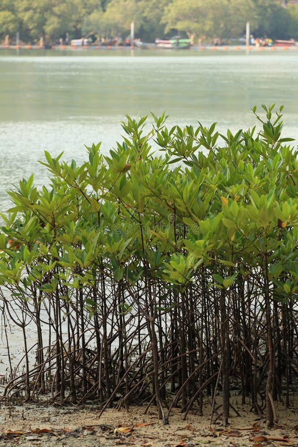 Mangroves Growing in Florida Stock Photo - Image of coast, growing ...
