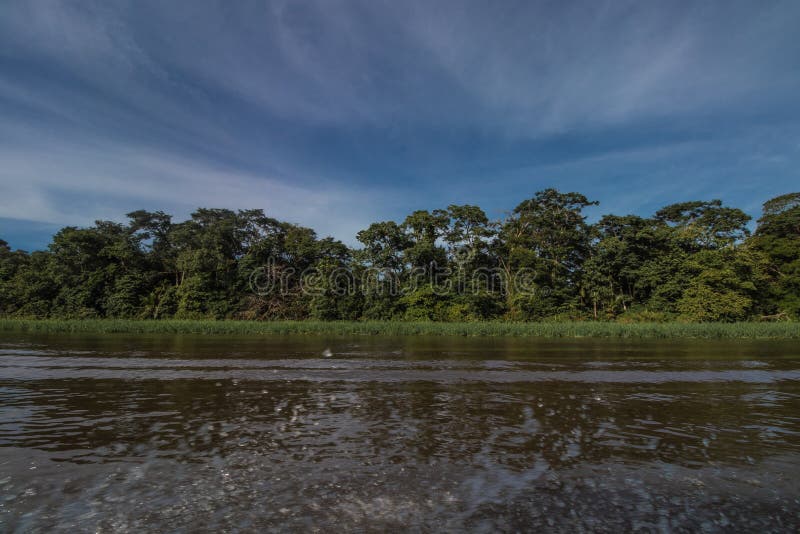 Green Mangroves on the Shore of the Channel in the Tropical Caribbean ...