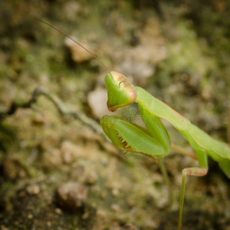 Green mantis stock image. Image of insect, behavior, biological - 37005873