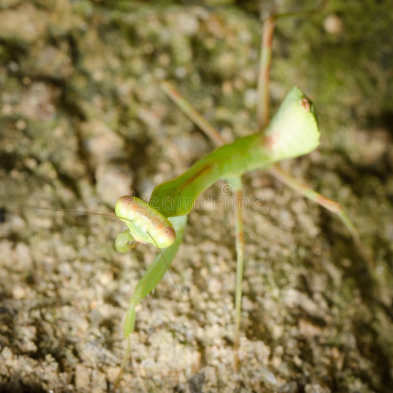 Green mantis stock photo. Image of color, alive, behavior - 37068090