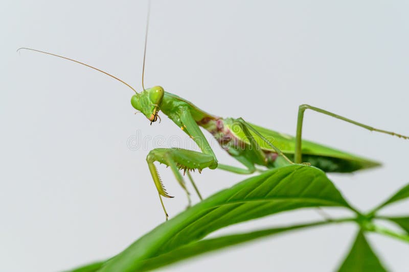 Green Mantis Crawling on Leaves Stock Photo - Image of mantis, nature ...