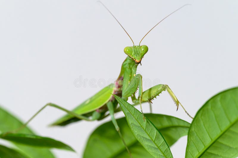 Green Mantis Crawling on Leaves Stock Photo - Image of mantis, leaf ...