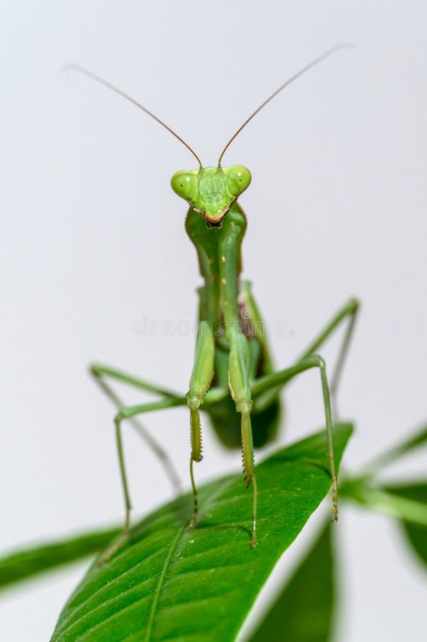 Green Mantis Crawling on Leaves Stock Photo - Image of nature, insect ...