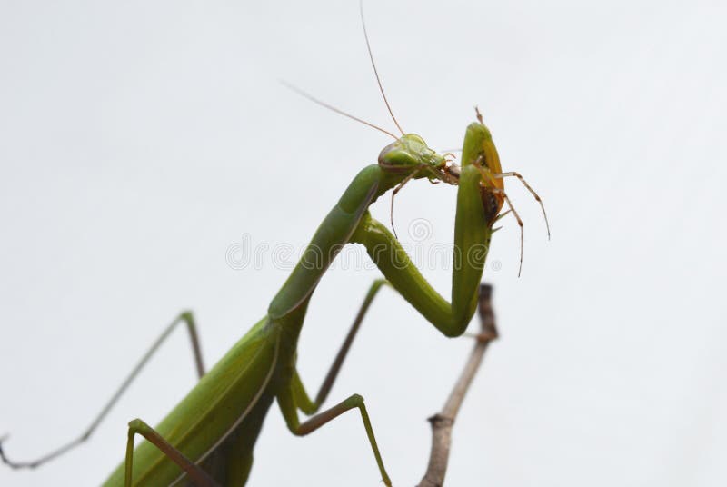 Green mantis eats prey stock image. Image of green, insect - 103805199