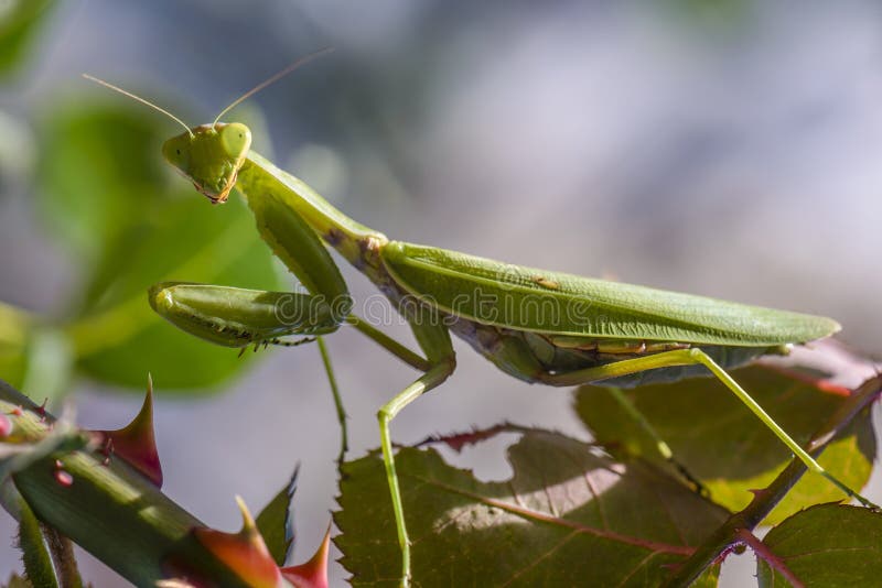 Green Mantis Female Sits on a Rose Bush Stock Photo - Image of hunting ...