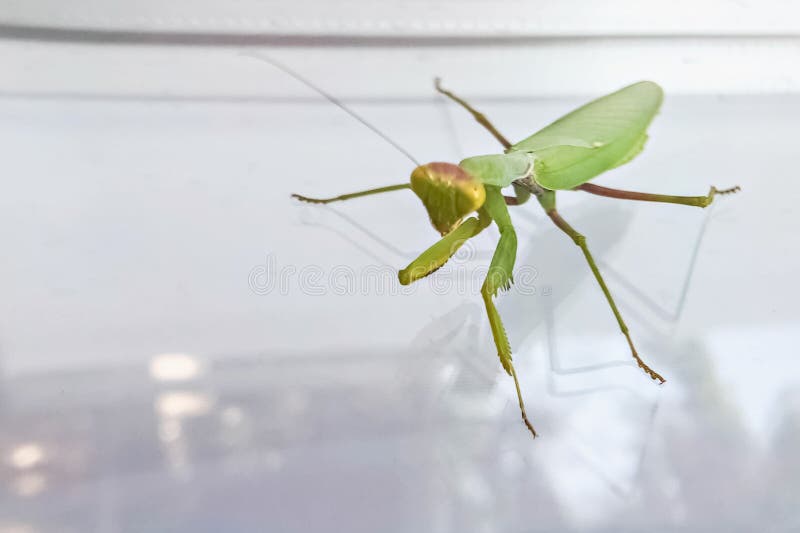 Green Mantis on the Glass Close Up. Flora Stock Photo - Image of ...