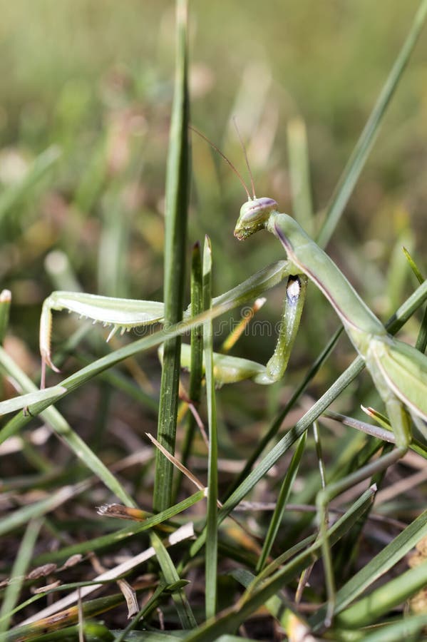 Green mantis in grass stock image. Image of mantis, life - 79322855
