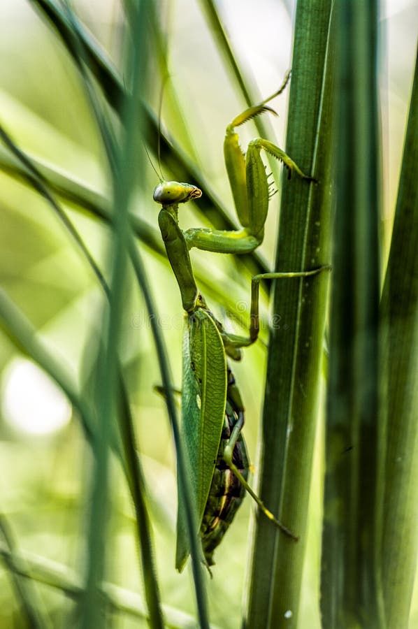A Green Mantis on a Grass Stalk. Stock Image - Image of fauna ...