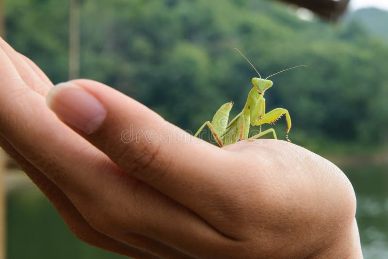 Green mantis on a hand stock photo. Image of skin, perched - 47082710