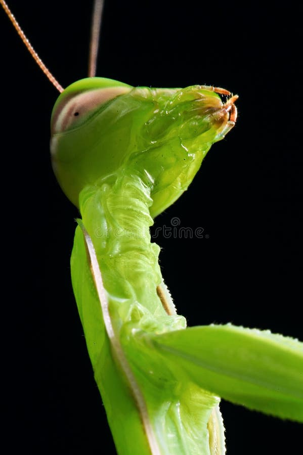 Mantis head photo stock image. Image of features, action - 149688317