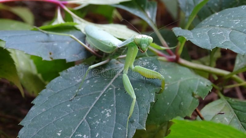 Mantis on Fall Foliage stock photo. Image of foliage, male - 7025528