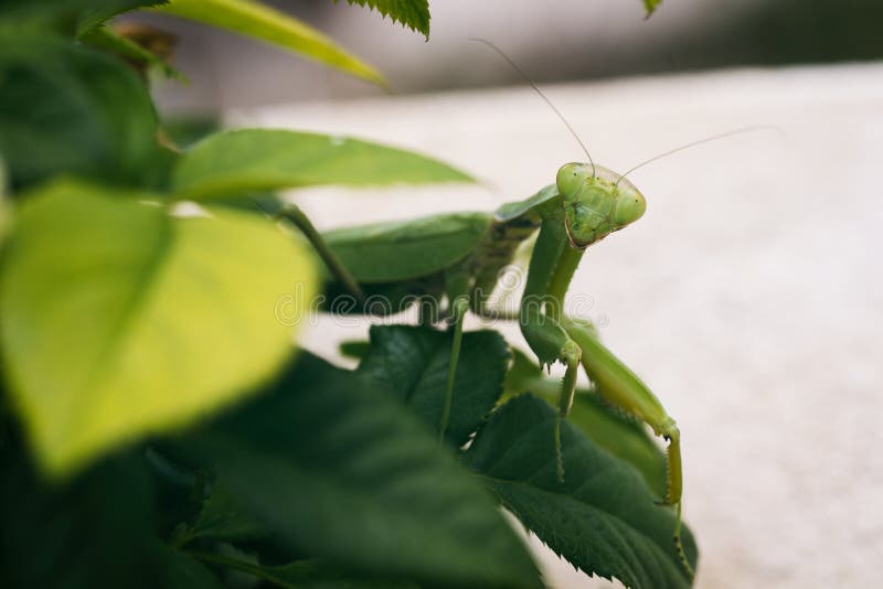 Green Mantis Insect stock image. Image of happy, nature - 131343711