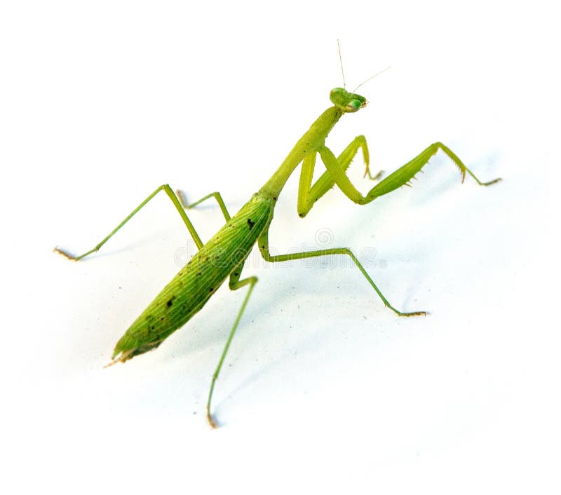 Green Mantis on White Background Stock Photo - Image of insect, mantis ...