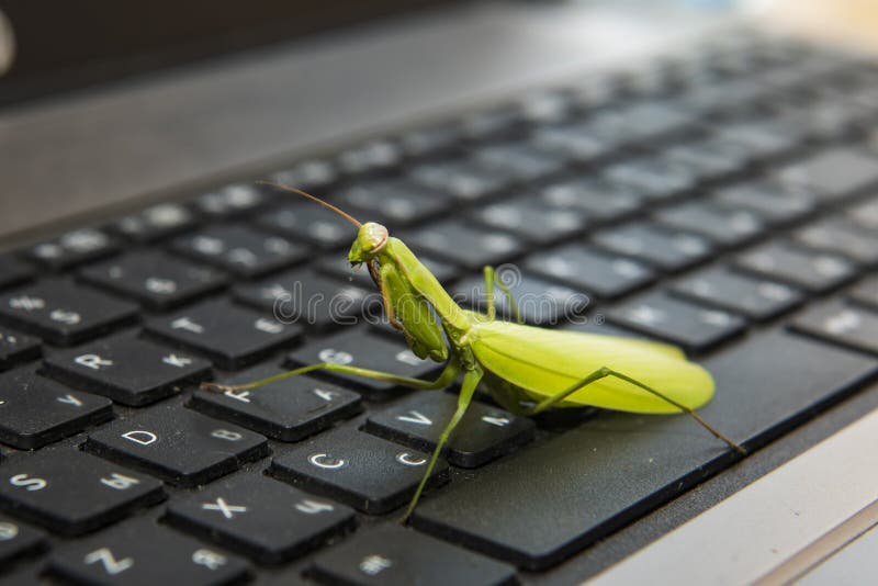 Green Mantis on the Keyboard Stock Photo - Image of brown, background ...