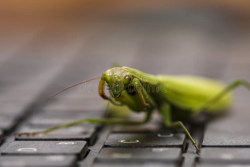 Green Mantis on the Keyboard Stock Image - Image of mantis, close ...