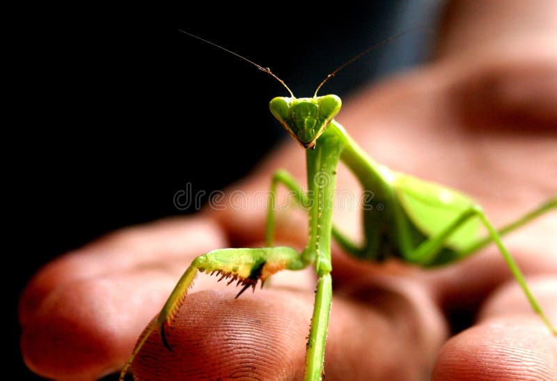 Mantis on my hand stock photo. Image of laying, yellow - 113013238