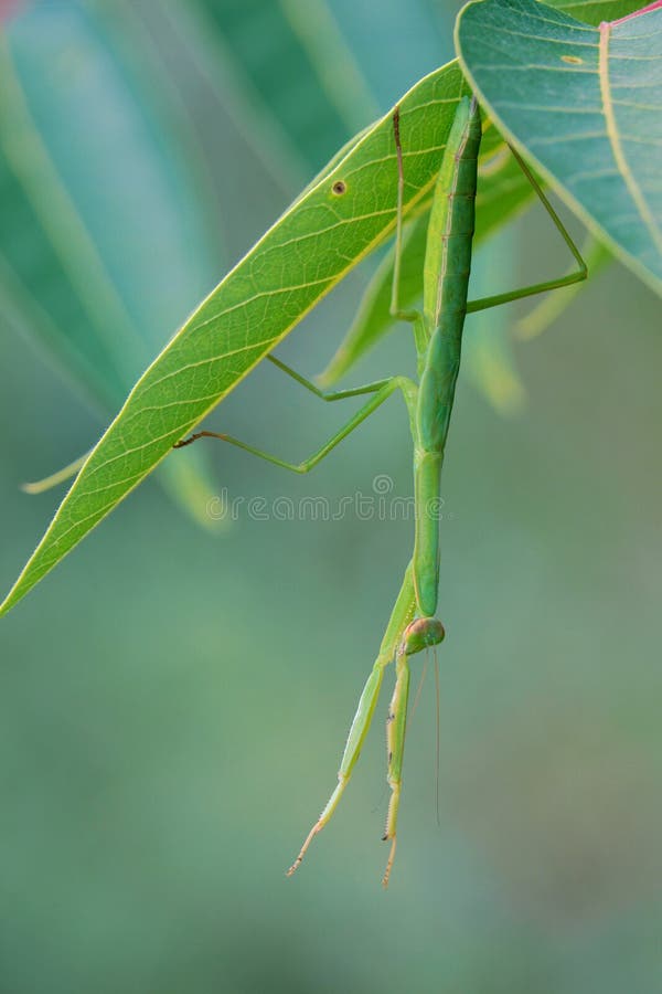 Mantis and leaf stock photo. Image of paratenodera, insect - 252475732
