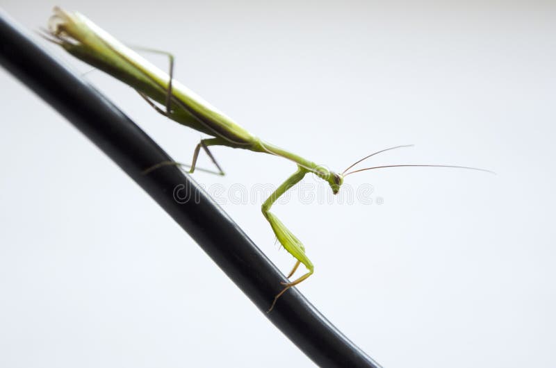 Mantis Back Side Stock Photos - Free & Royalty-Free Stock Photos from ...